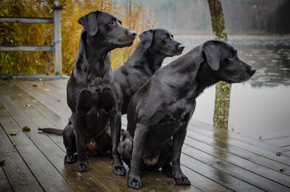Quels sont les traits physiques d'un labrador ? - Mon premier labrador